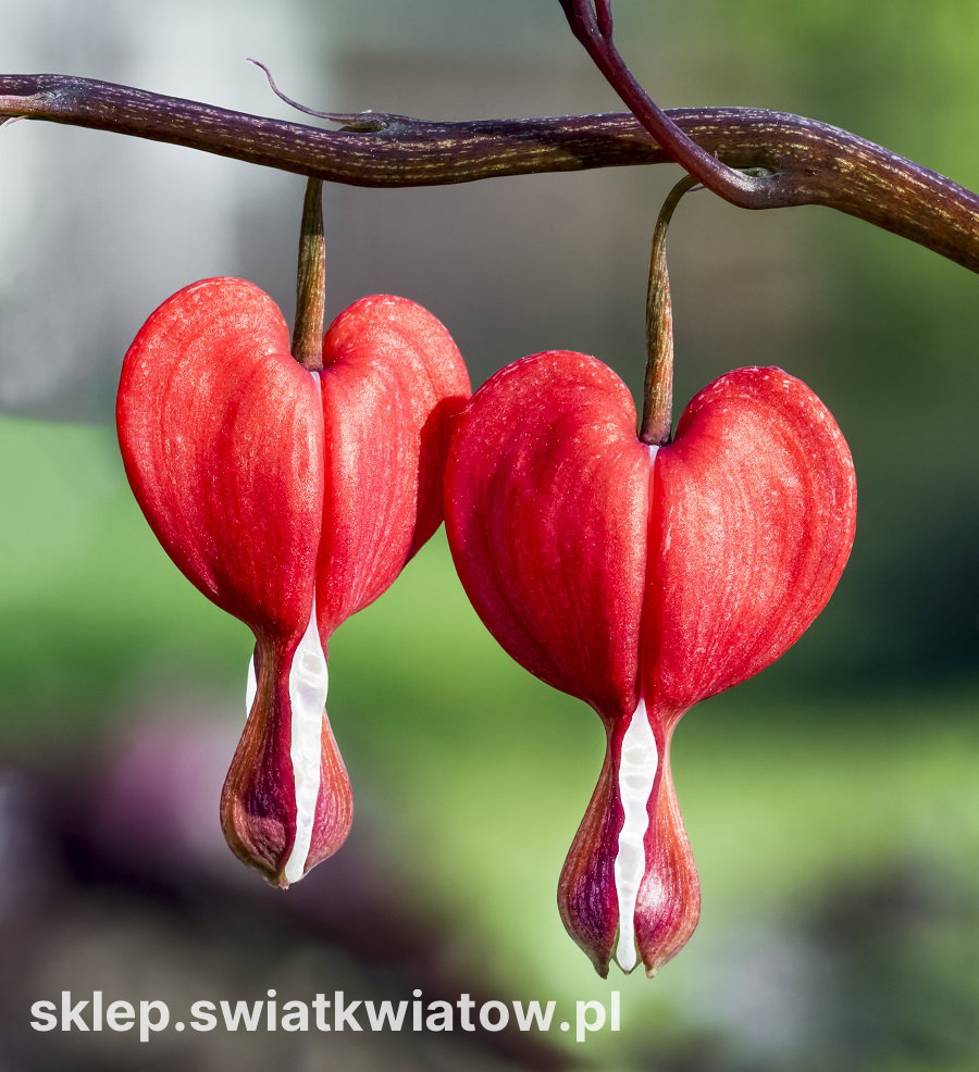 Serduszka okazałe czerwone - Valentine - 1 szt. - Sklep Świat Kwiatów ...