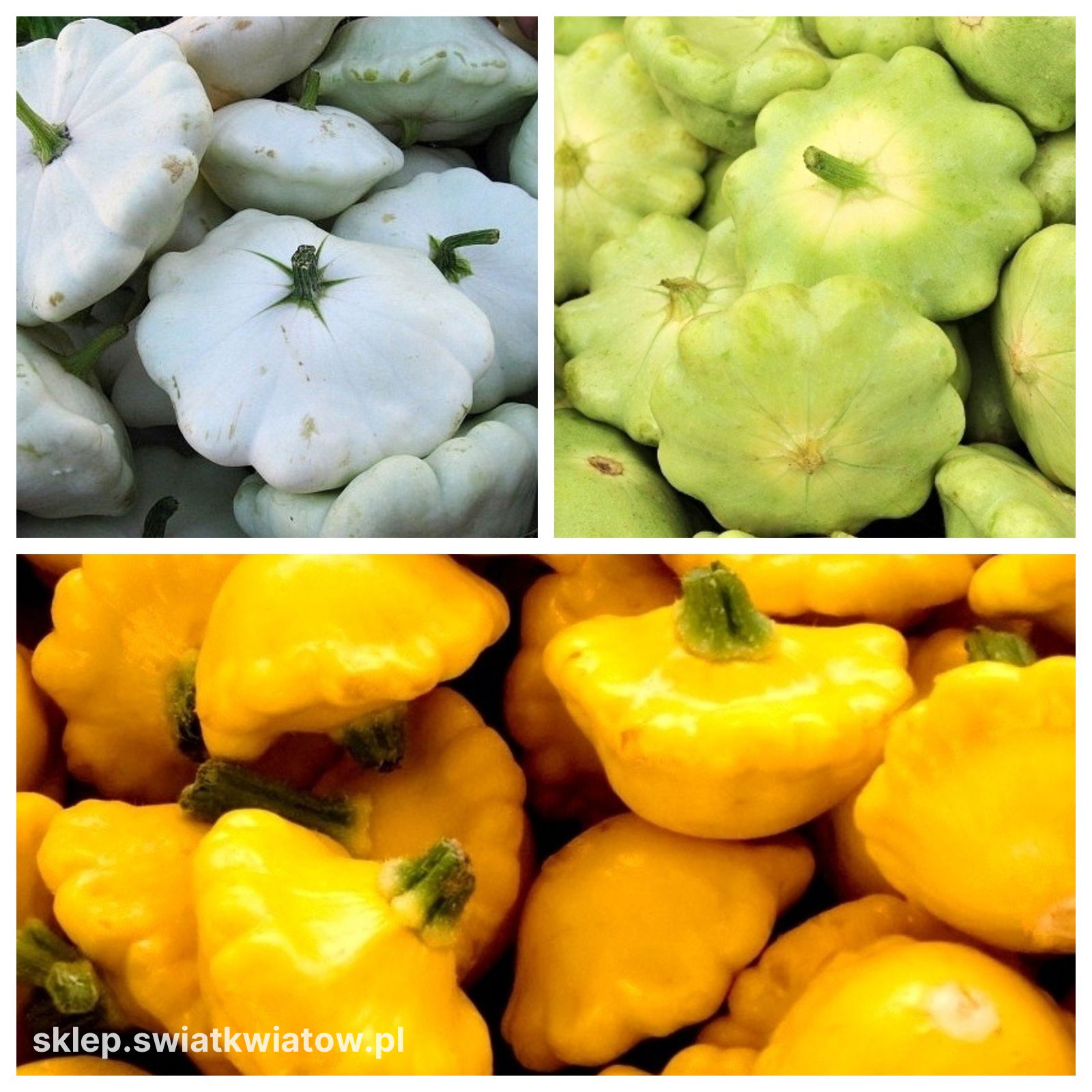 Patison - zestaw 3 odmian nasion warzyw - Sklep Świat Kwiatów | Dostawa ...
