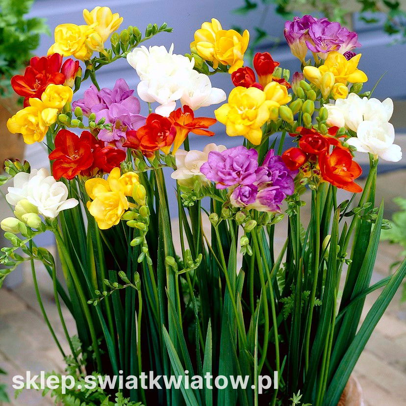 Frezja pełna - mix kolorów - 10 szt. - Sklep Świat Kwiatów | Dostawa ...