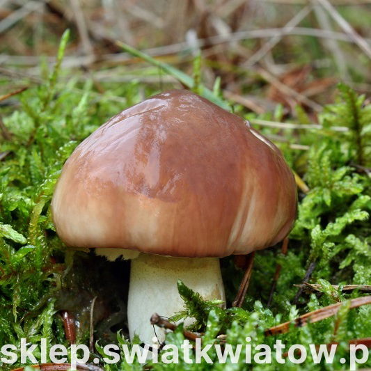 Maślak zwyczajny - grzybnia - Sklep Świat Kwiatów | Dostawa gratis!