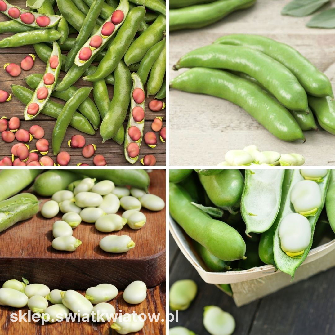 Nasiona bobu - zestaw 4 odmian nasion warzyw - Sklep Świat Kwiatów ...