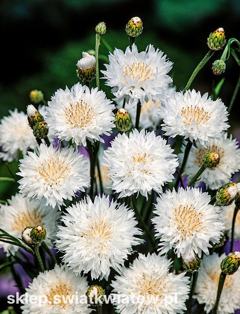 Chaber bławatek biały - Sklep Świat Kwiatów | Dostawa gratis!