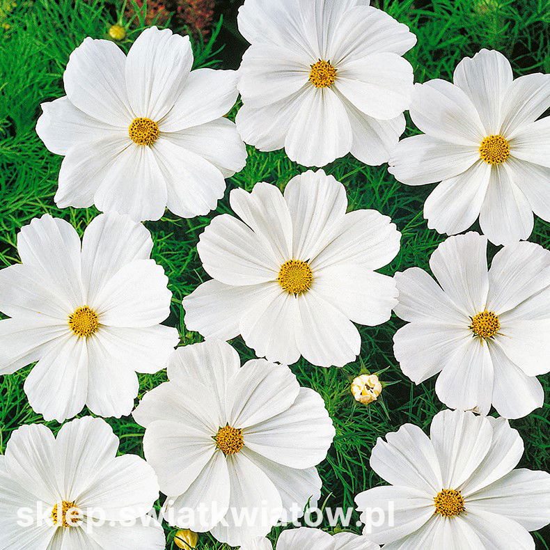 Onętek, Kosmos Sensation niski - biały - Sklep Świat Kwiatów | Dostawa ...
