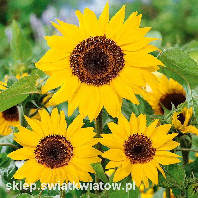 Słonecznik ozdobny Henry Wilde - Sklep Świat Kwiatów | Dostawa gratis!