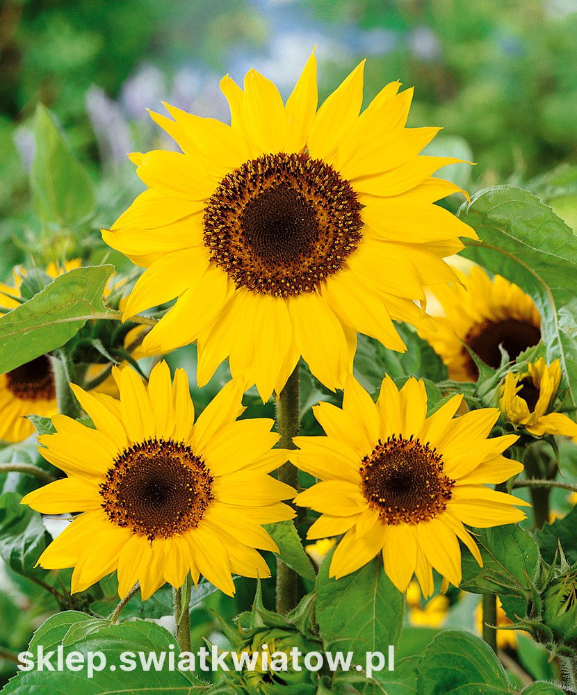 Słonecznik ozdobny Henry Wilde - Sklep Świat Kwiatów | Dostawa gratis!