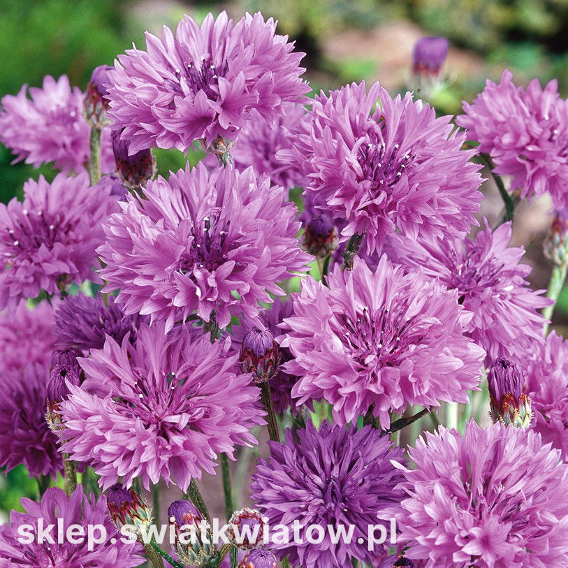 Chaber bławatek fioletowy - Sklep Świat Kwiatów | Dostawa gratis!