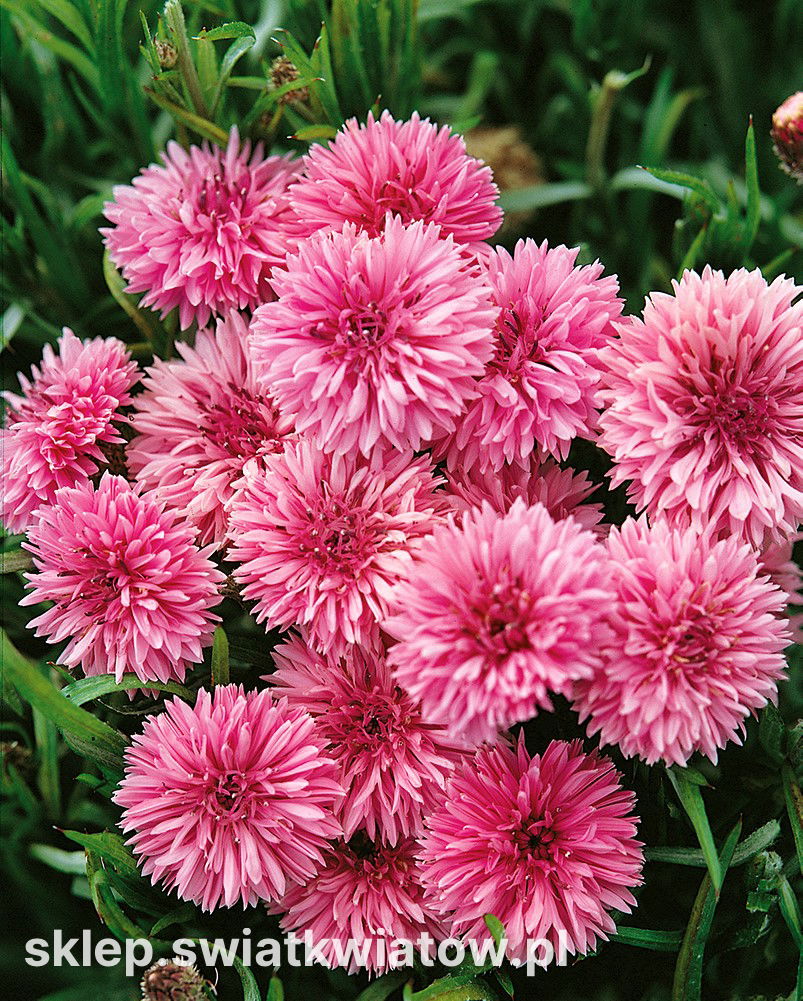 Chaber bławatek różowy - Sklep Świat Kwiatów | Dostawa gratis!