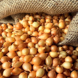 Cebulki i sadzonki warzyw - Sklep Świat Kwiatów | Dostawa gratis!